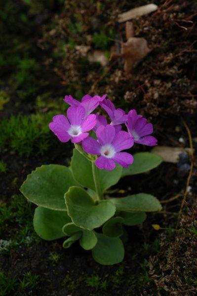 Botanic Gardens Utrecht